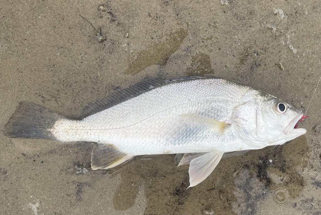 Drums from Lugger Bay, South Mission Beach, QLD, AU on October 15, 2024 ...
