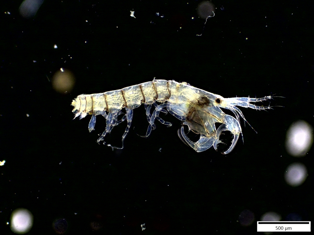 Tanaids from Golden Beach QLD 4551, Australia on July 29, 2024 at 03:10 ...