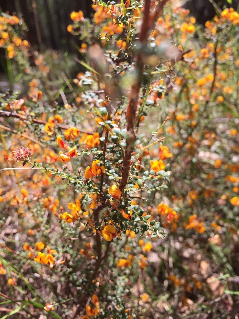 golden bush-pea from Tyers VIC 3844, Australia on October 12, 2024 at ...