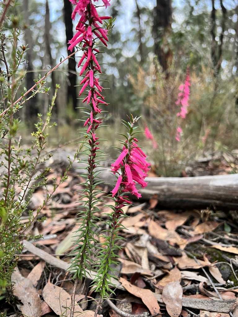Common Heath from Brennans Rd, Durham Lead, VIC, AU on May 10, 2023 at ...