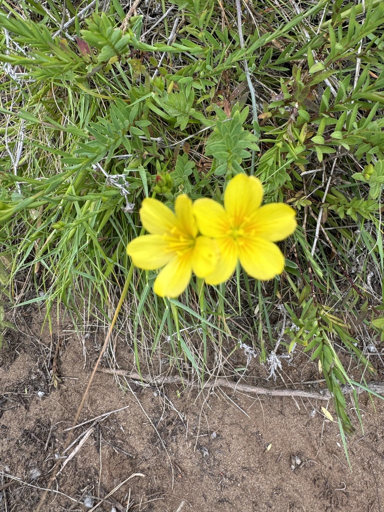 African Flax from Fisherman's Walk, WC, ZA on October 13, 2024 at 12:22 ...