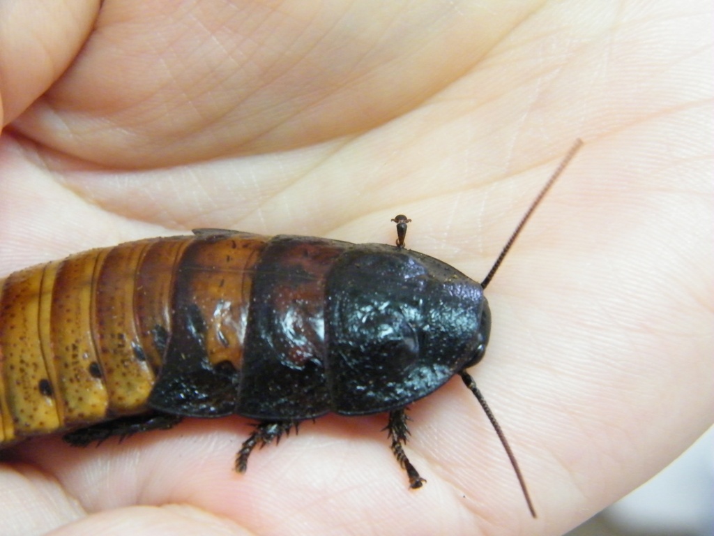 Madagascar Hissing Cockroach from nihon monkey park aichi on June 6 ...