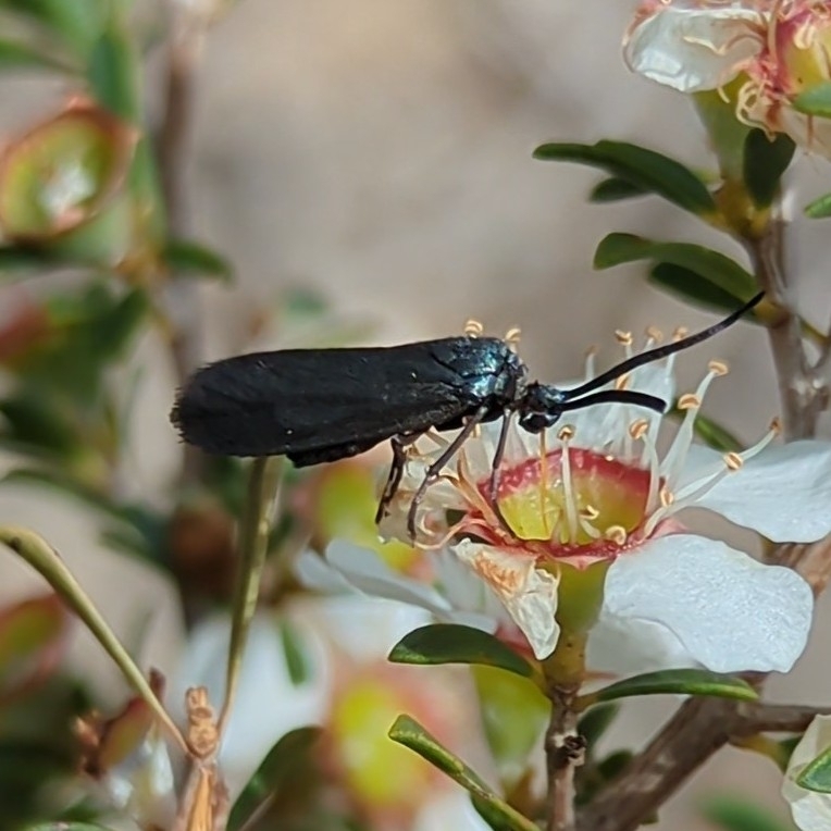 Forester Moths from Cranbourne VIC 3977, Australia on October 15, 2024 ...