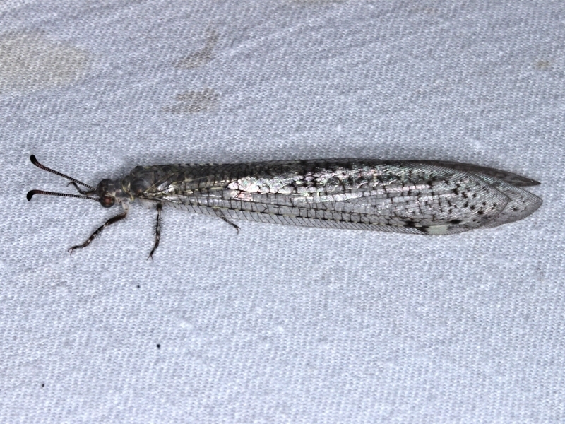 Escura australis from Hutton Crescent, Eumeralla Scout Camp, Anglesea ...