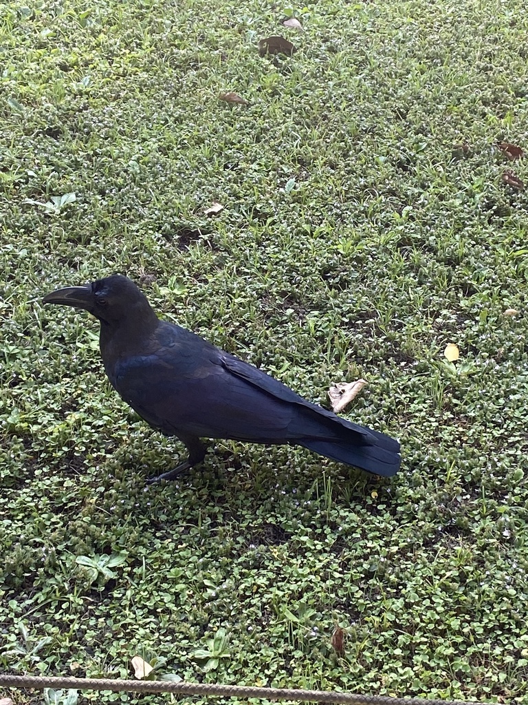 Large-billed Crow from Hamarikyu Gardens, Chuo, Tokyo, JP on October 15 ...