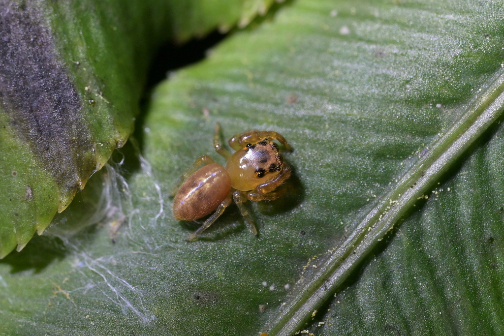 Jumping Spiders from Parahaki, Whangārei, New Zealand on October 5 ...