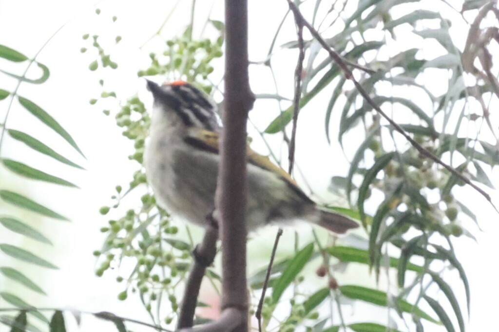 Northern Red-fronted Tinkerbird from Ziway, Ethiopia on March 14, 2023 ...