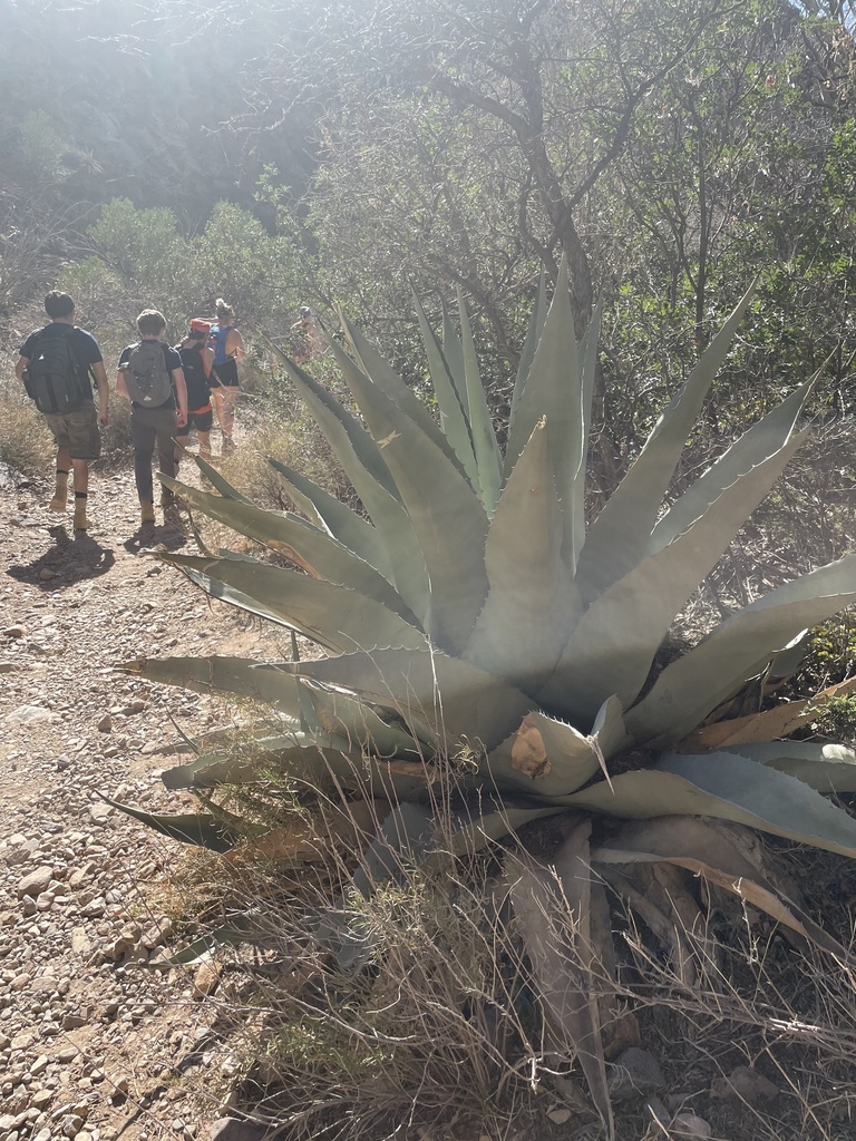 Havard's Century Plant from Big Bend National Park, Alpine, TX, US on ...