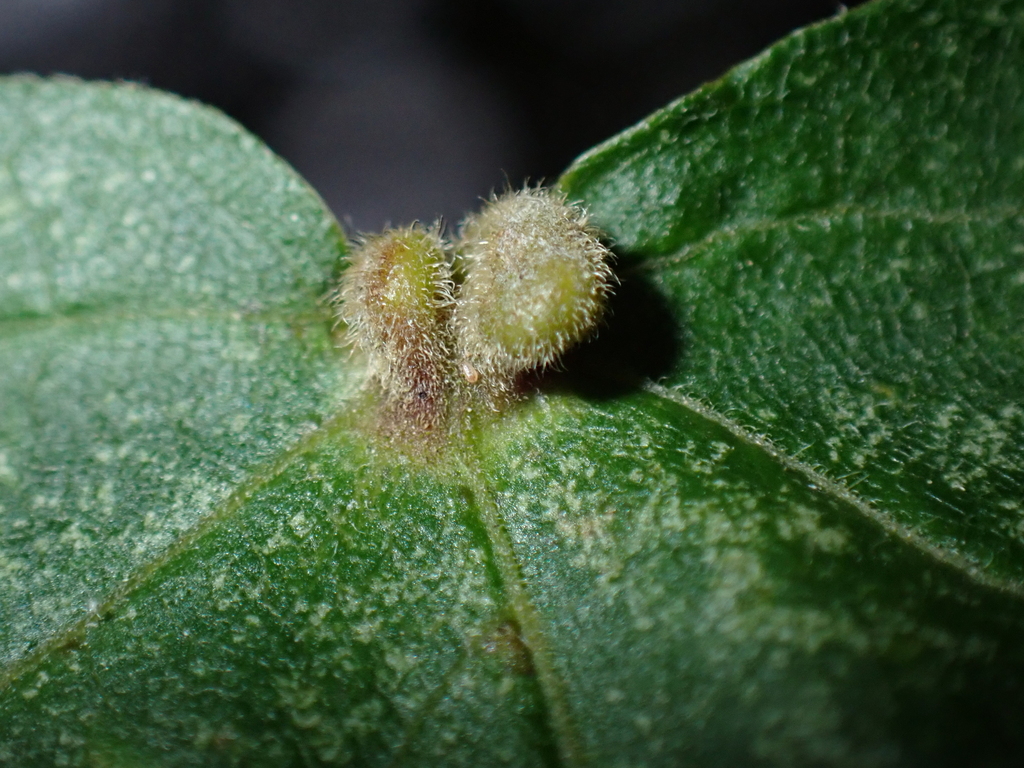 solitary maple leaf gall mite from Newton Aycliffe, UK on 15 October ...