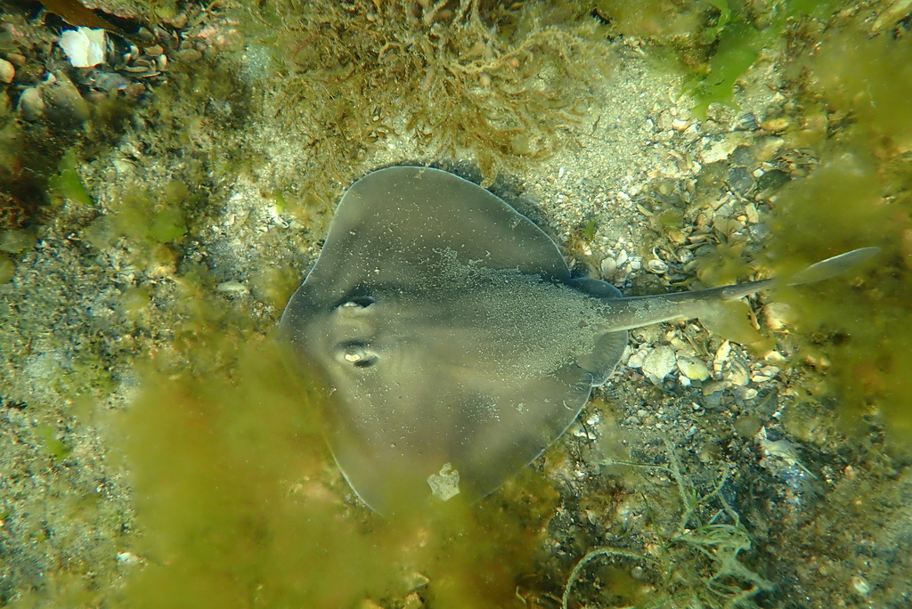 Sparsely-spotted Stingaree from Altona Bay, Williamstown, VIC, AU on ...