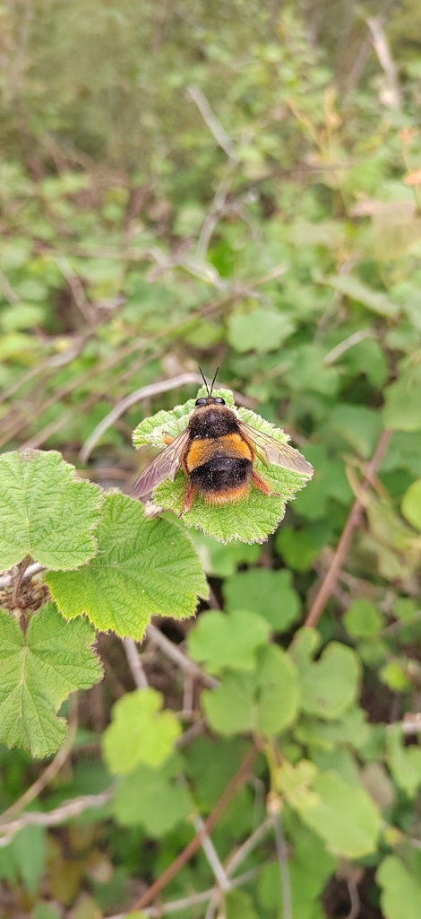 Chinese Bumble-bee Carpenter from 中国江西省九江市濂溪区 on April 10, 2023 at 04: ...