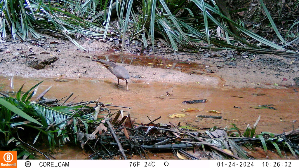 Australasian black bittern from Kuranda QLD 4881, Australia on January ...