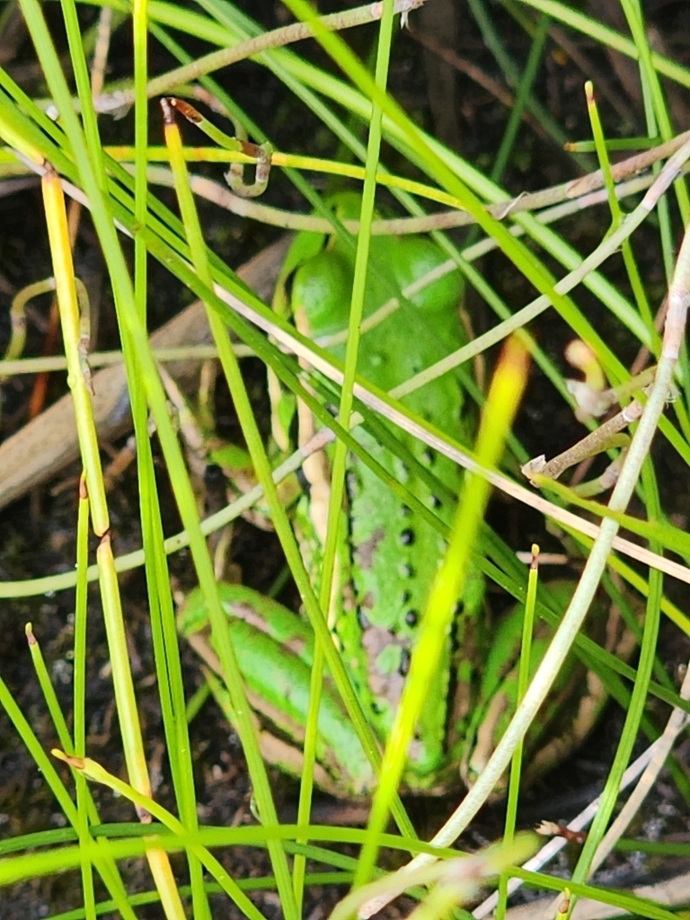 Southern Bell Frog from Port Sorell TAS 7307, Australia on October 13 ...