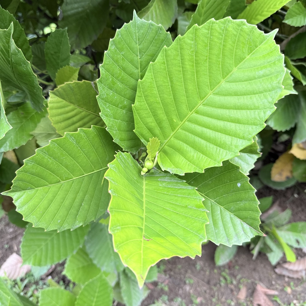 katmon (Dillenia philippinensis) - Botanical Realm