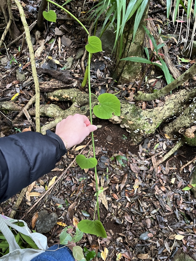 Big-Leaf Vine from D’Aguilar National Park , Mount Glorious, QLD, AU on ...