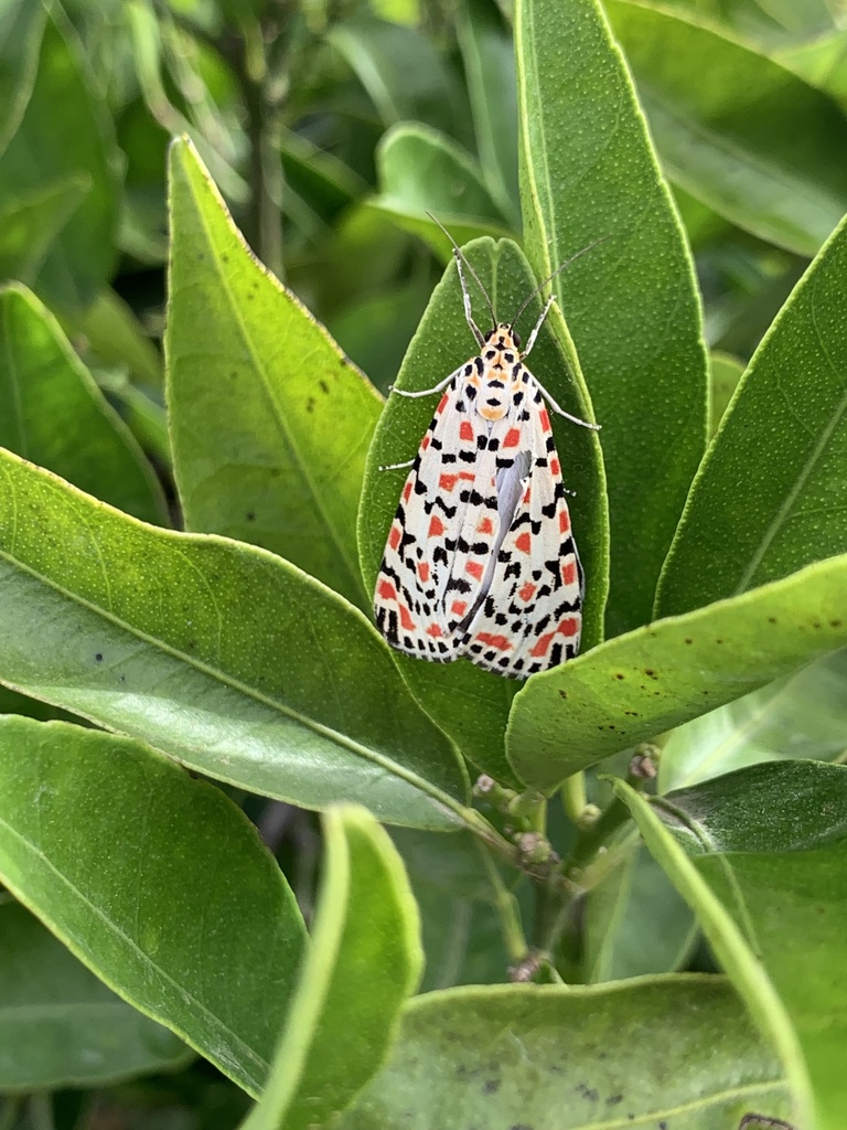 Crimson-speckled Flunkey in October 2024 by Mireia Querol · iNaturalist