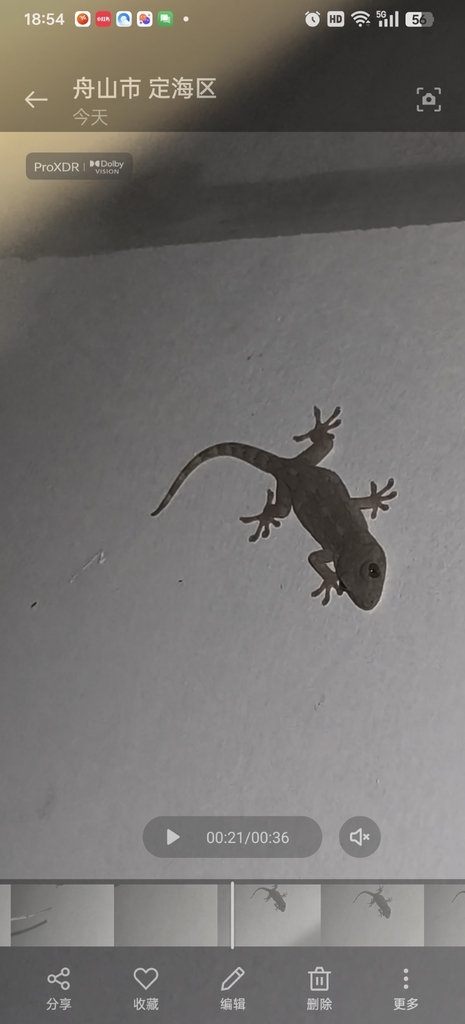 Calling Geckos in October 2024 by green_finger · iNaturalist