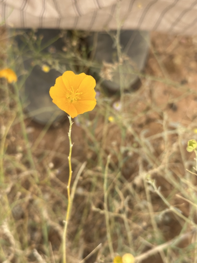 flowering plants from Griffiths Tank Coorabulka Rd, Bedourie, QLD, AU ...