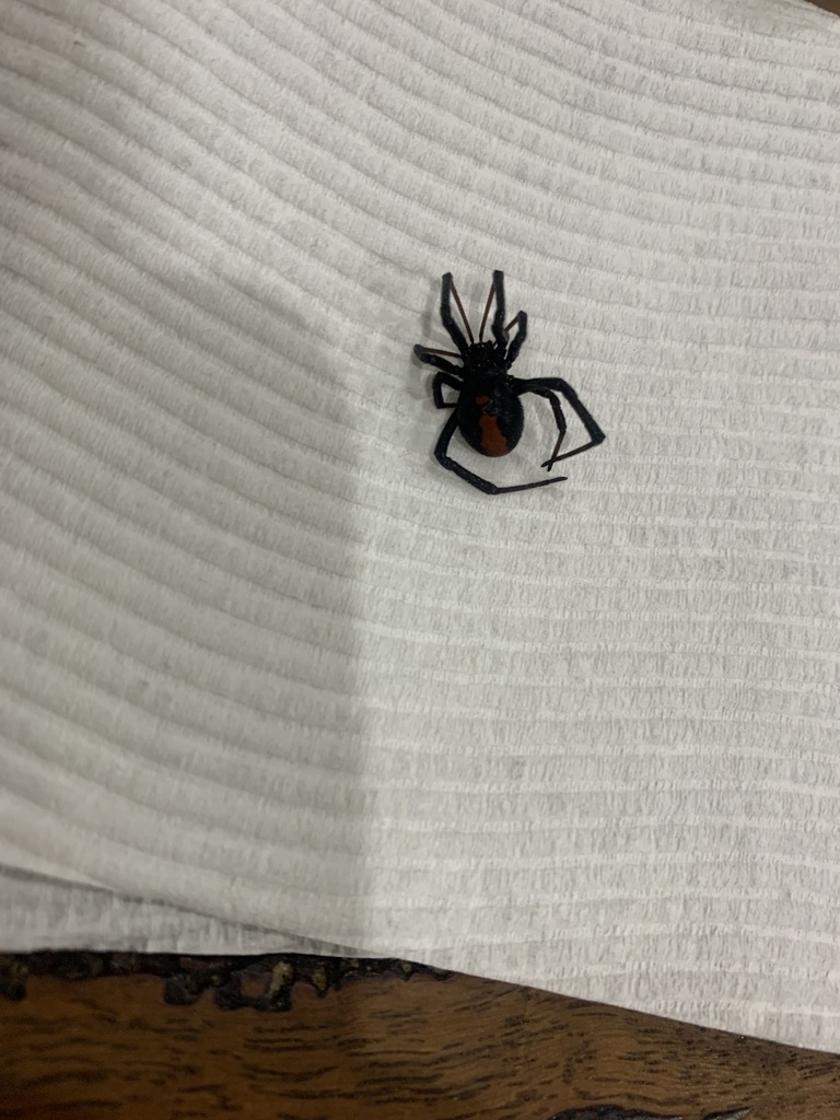 Redback Spider from Perth WA, Australia on October 15, 2024 at 07:26 PM ...