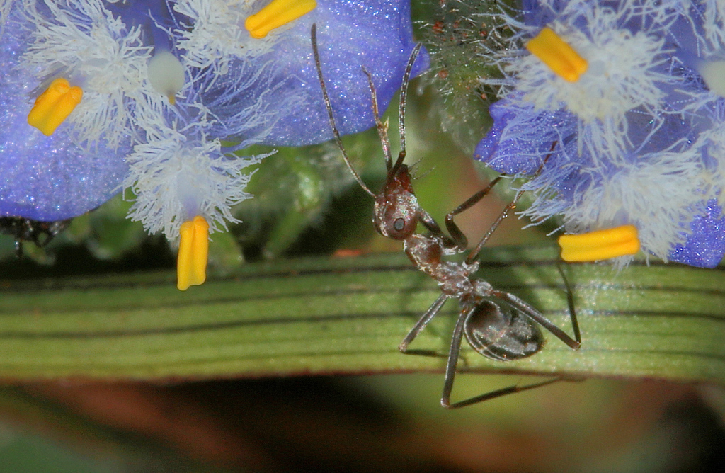 Large Pugnacious Ant from Rietfontein, Pretoria, 0084, South Africa on ...