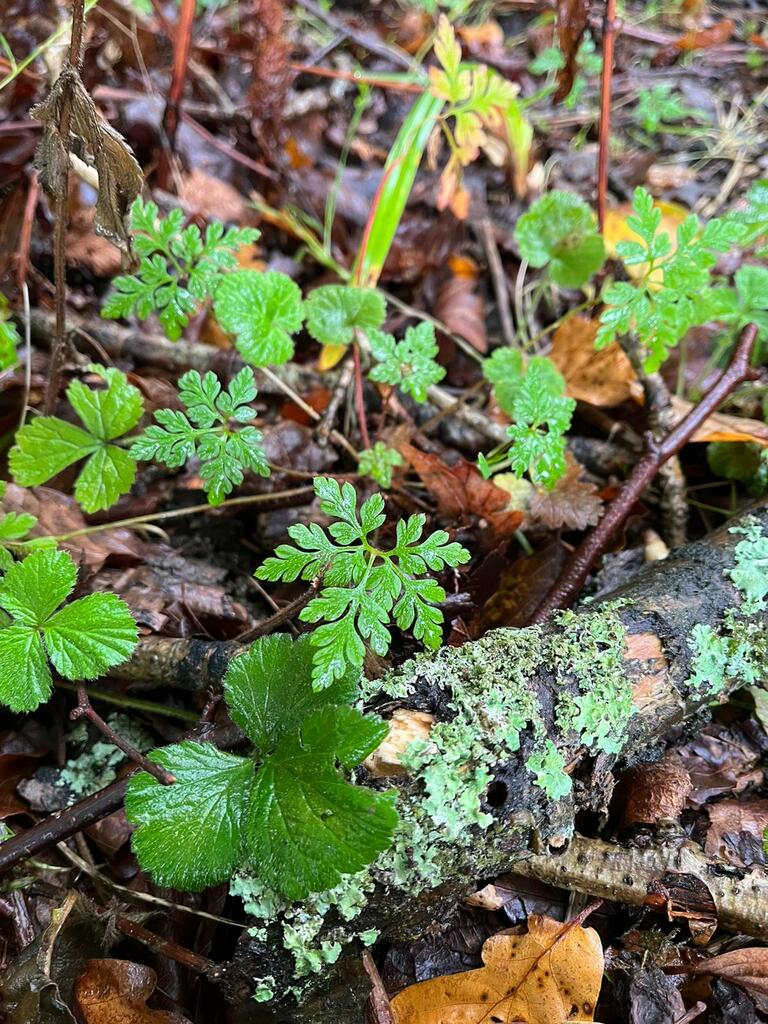 Herb Robert from Crawley, UK on 15 October, 2024 at 12:49 PM by Tilgate ...