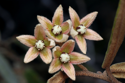 pink velvet-bush (Lasiopetalum behrii) · iNaturalist United Kingdom