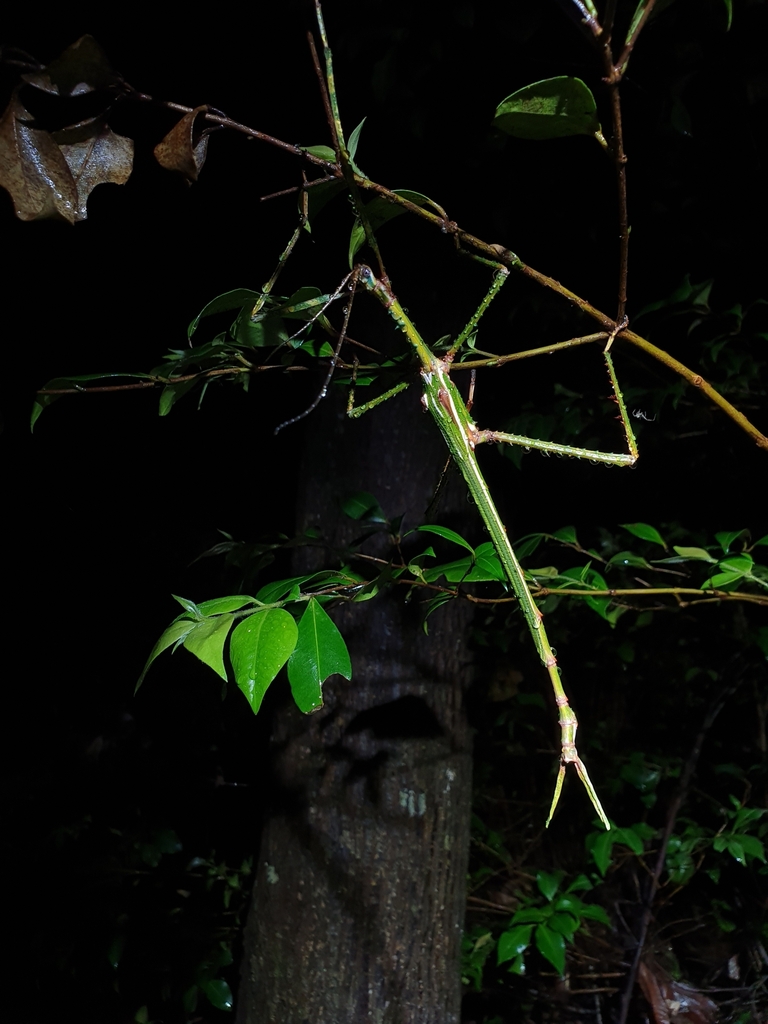 Goliath Stick Insect from Mount Coot-Tha QLD 4066, Australia on October ...