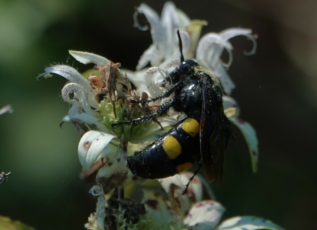 Large Four-spotted Scoliid Wasp from Hernando County, FL, USA on ...