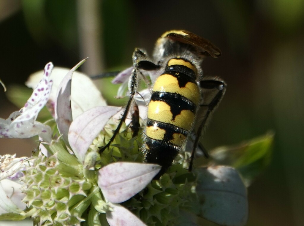 Large Four-spotted Scoliid Wasp from Hernando County, FL, USA on ...