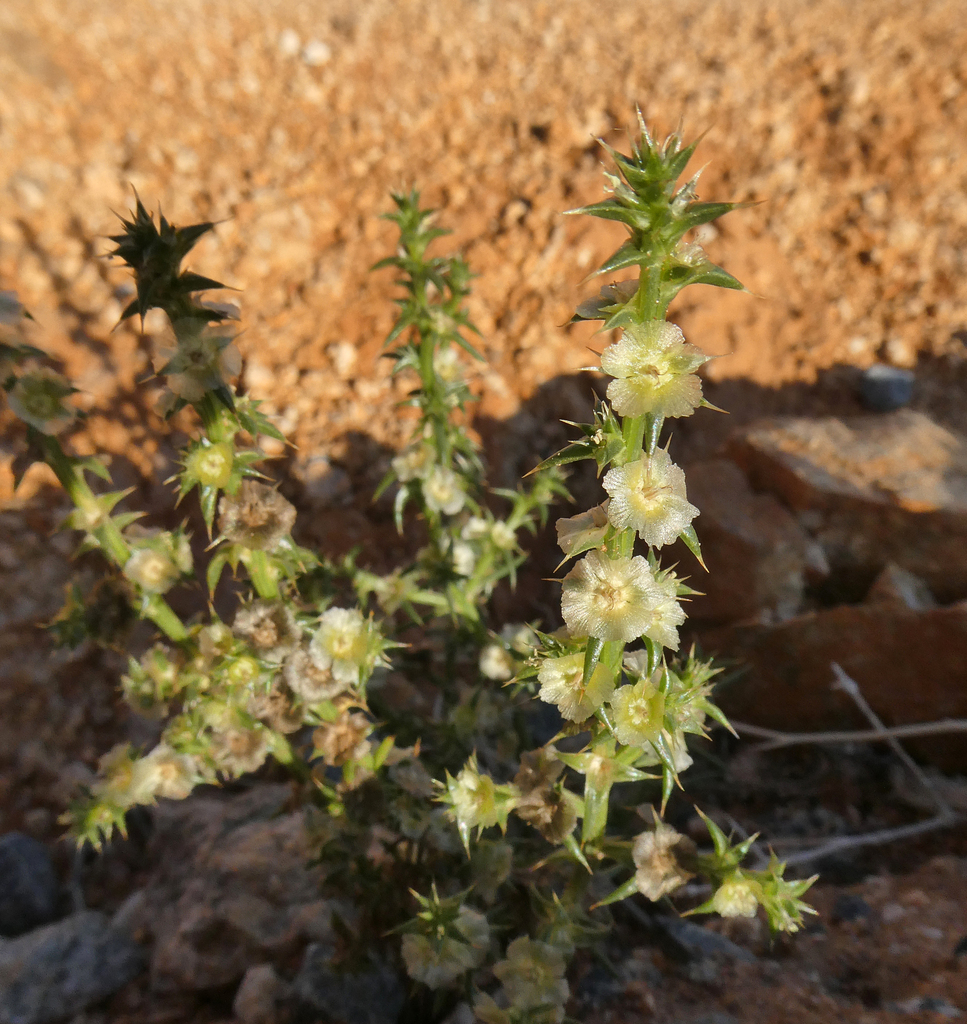 saltwort from Aus, Namibia on October 2, 2024 at 05:47 PM by Katarina ...