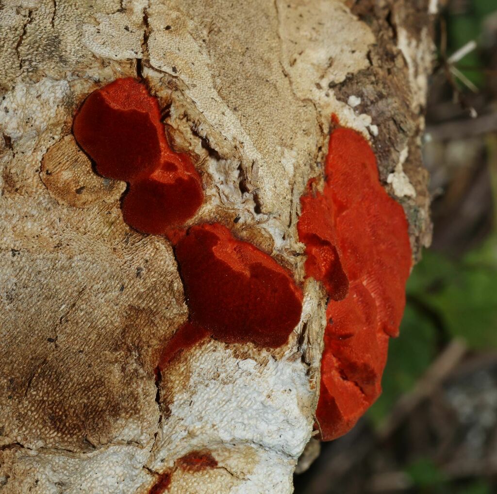 Northern Cinnabar Polypore from Larue County, KY, USA on October 13 ...
