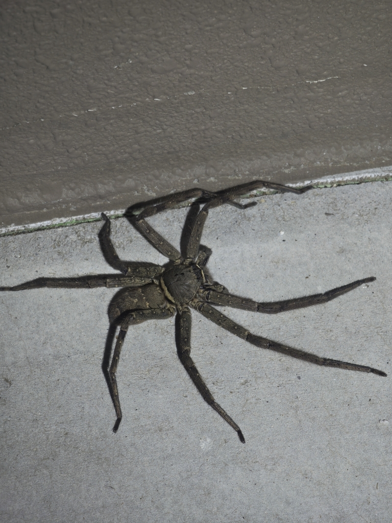 Pantropical Huntsman Spider from 900-3 Tomari, Itoshima, Fukuoka 819 ...