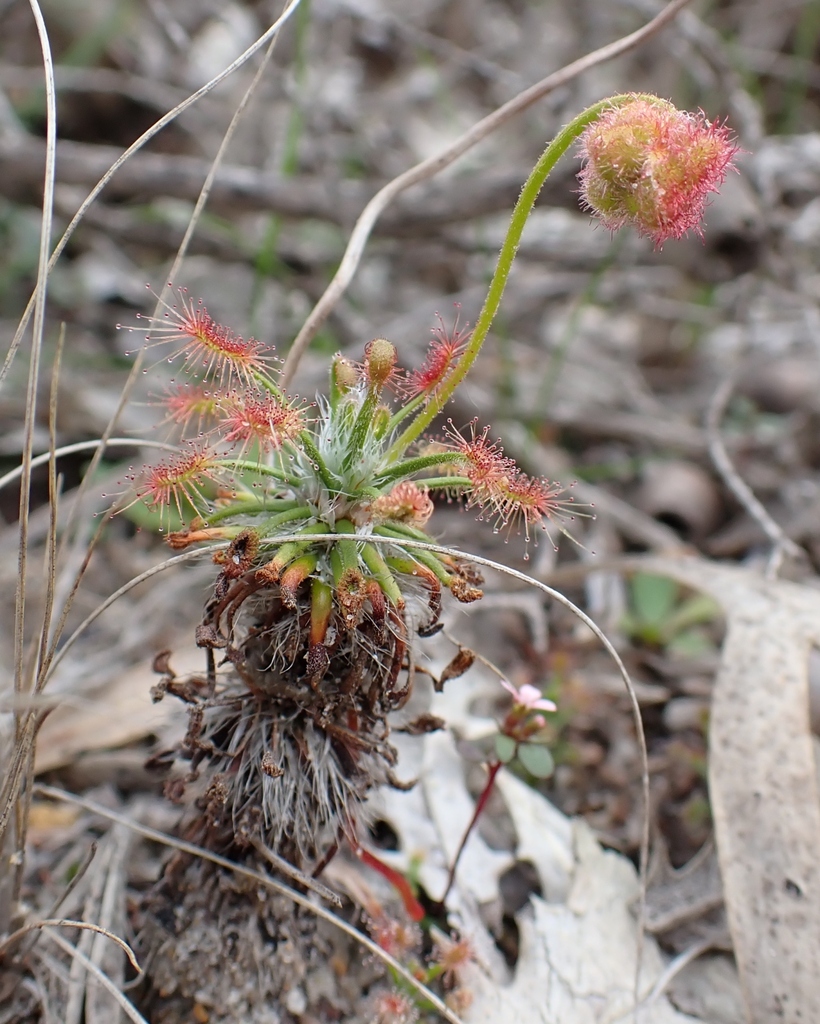 Drosera barbigera from Warradarge WA 6518, Australia on August 31, 2024 ...