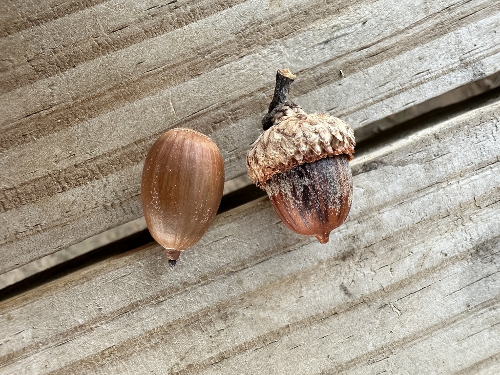northern pin oak from Alpine Lake, Wautoma, WI, US on October 12, 2024 ...