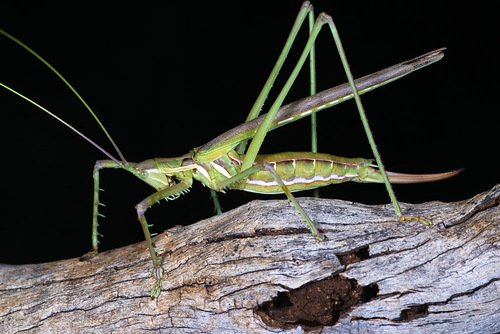 Clonia caudata · iNaturalist Mexico