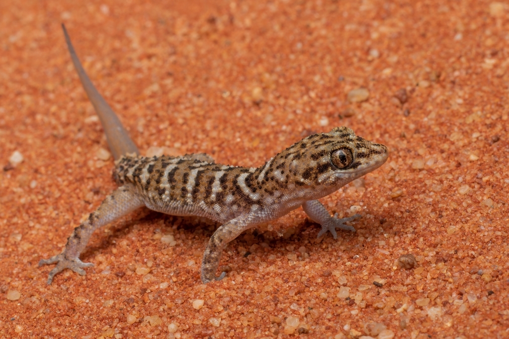 Common Prickly Gecko from Hungerford QLD 4493, Australia on May 12 ...