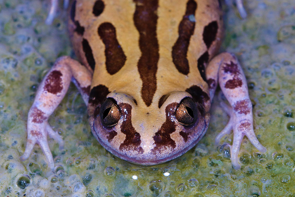Senegal Running Frog from Uuvudhiya, NA-ON, Etosha National Park, NA on ...