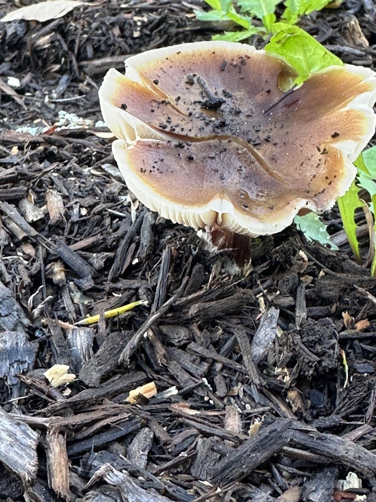 Honey Mushroom from Hartwell Pl, Lexington, MA, US on October 15, 2024 ...