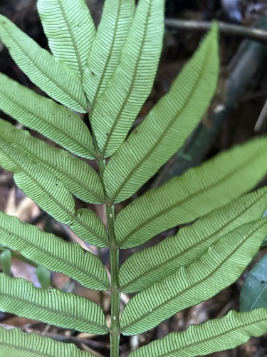 Danaea alata · iNaturalist United Kingdom
