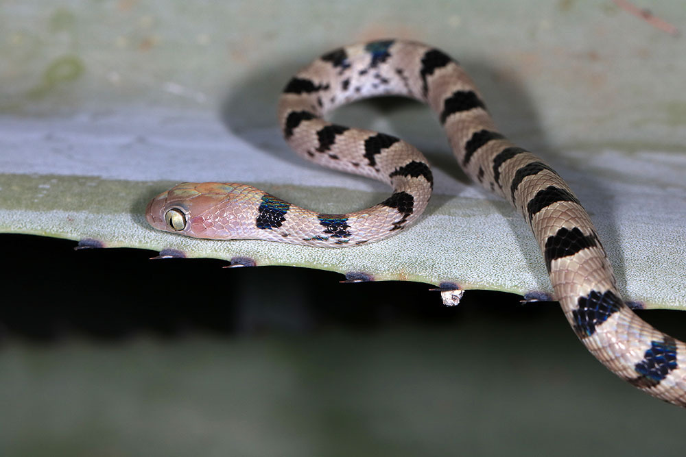 Common Tiger Snake from 纳米比亚卡马尼亚布 on March 10, 2018 at 06:45 AM by 昆虫学 ...