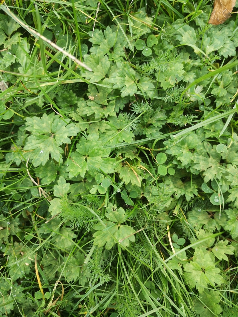 Creeping buttercup from RFX6+36, Whipsnade, Dunstable LU6 2QJ, UK on ...