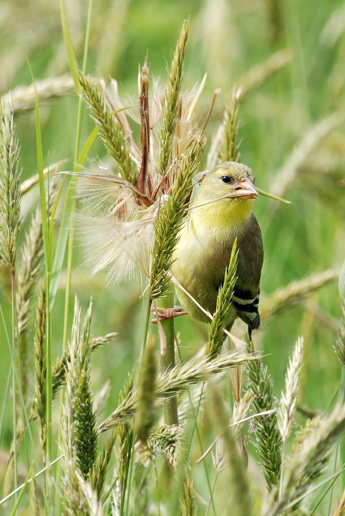 American Goldfinch from Seattle, Wa on June 14, 2008 by Minette Layne ...