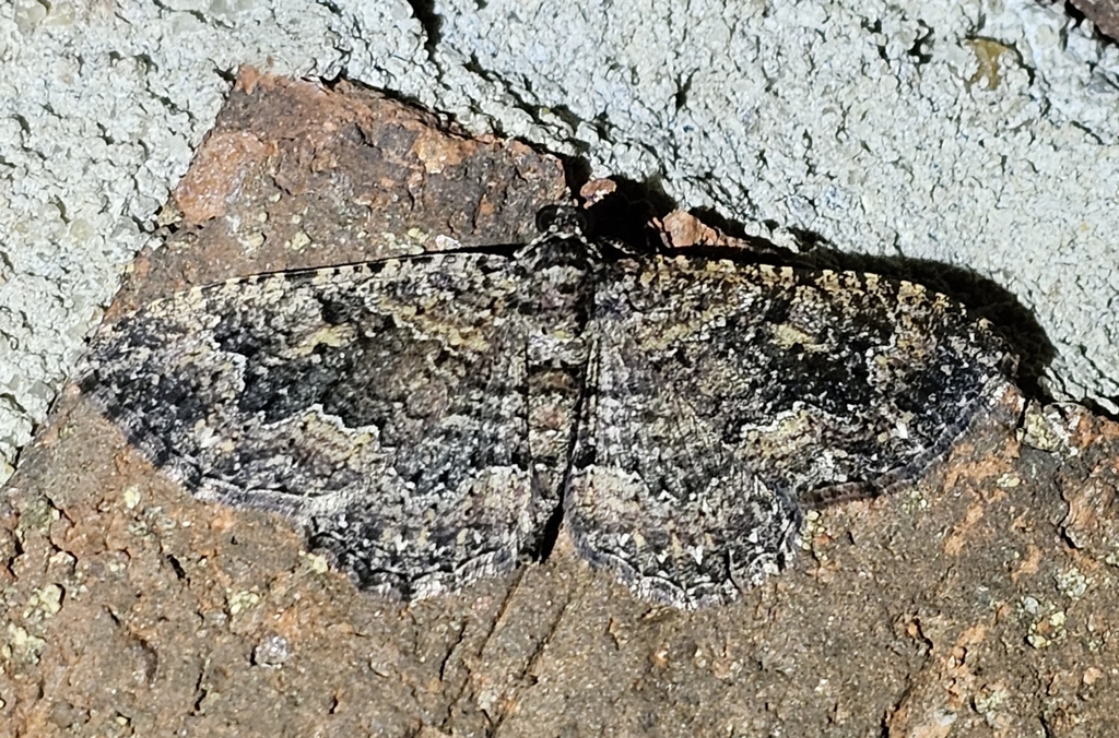 Somber Carpet Moth from Tallassee, AL 36078, USA on October 14, 2024 at ...