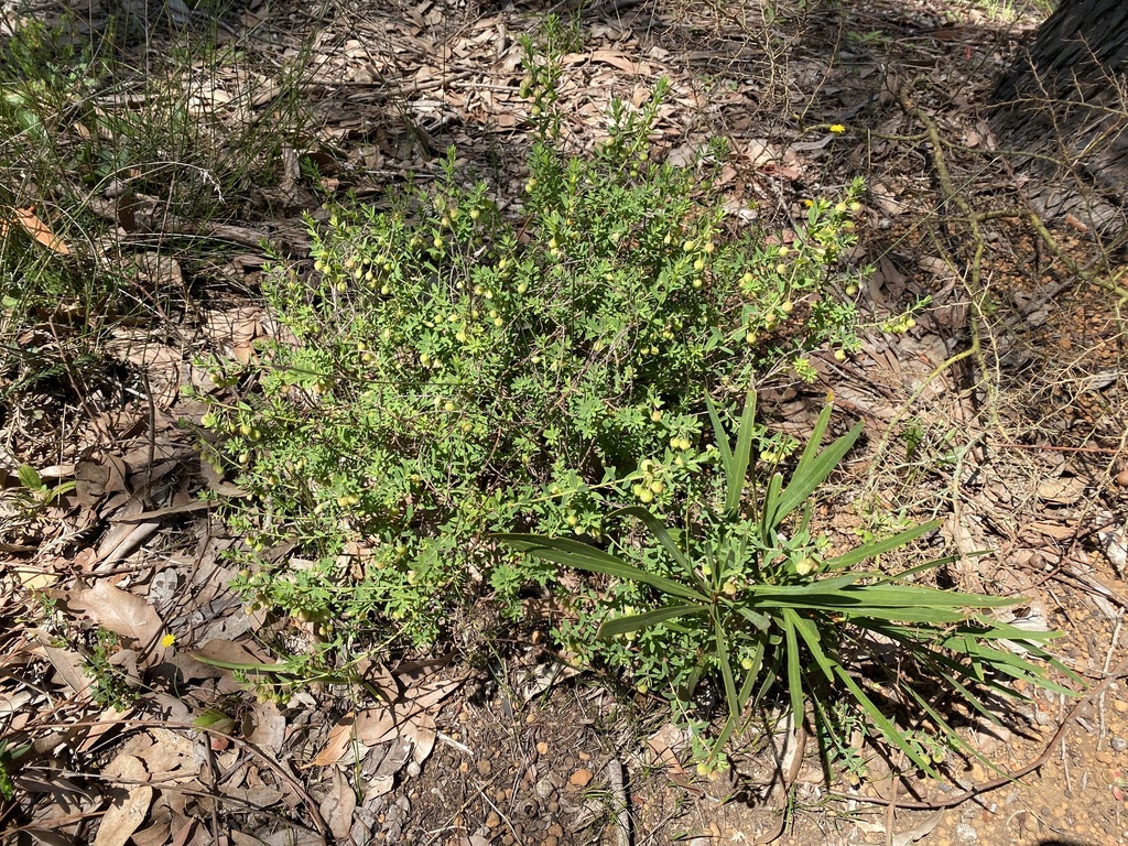 False Boronia from Marradong, WA, AU on October 13, 2024 at 11:22 AM by smathichong · iNaturalist