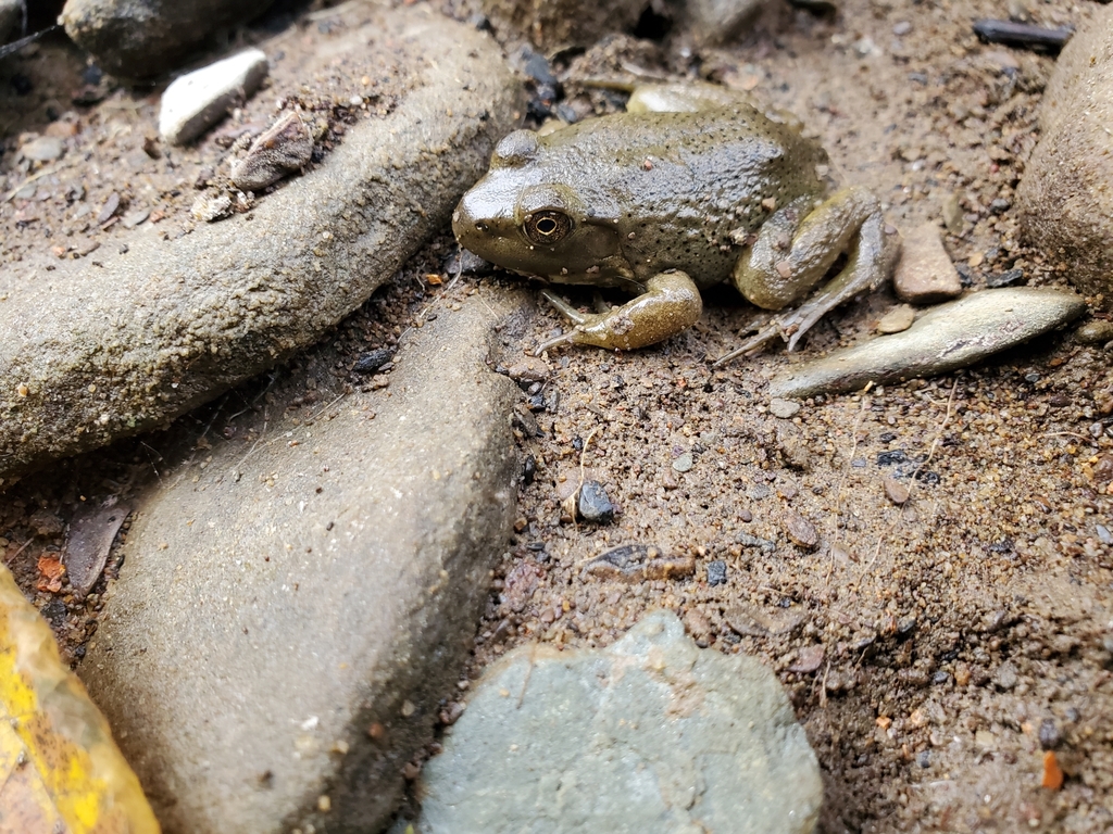 American Bullfrog from Independence Township, PA, USA on October 15 ...