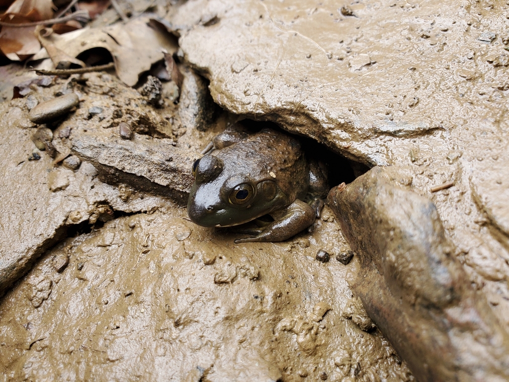 American Bullfrog from Hookstown, PA 15050, USA on October 15, 2024 at ...