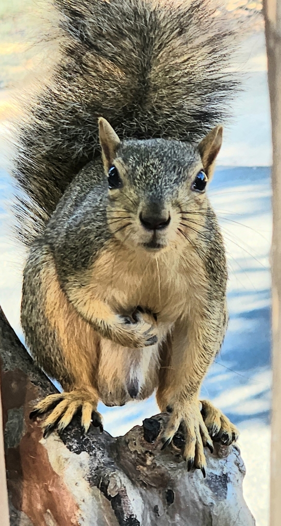 Eastern Fox Squirrel from Travis County, US-TX, US on October 15, 2024 ...