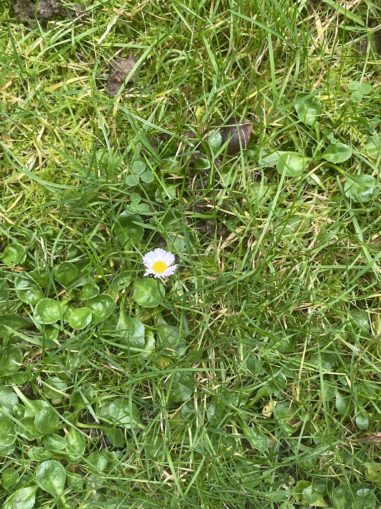 Lawn daisy from Askham Bryan College, York, England, GB on October 15 ...