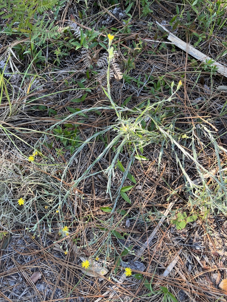 Narrowleaf Silkgrass from University of Central Florida Arboretum Trail ...