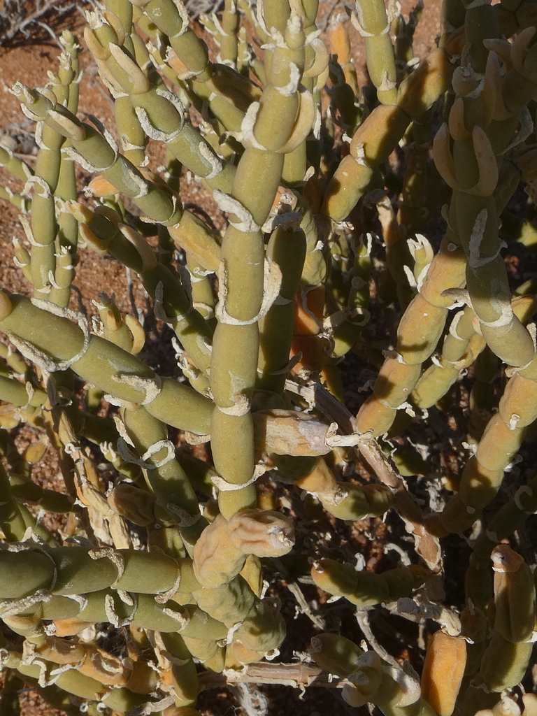 ice plants from Aus, Namibia on October 02, 2024 at 04:45 PM by ...